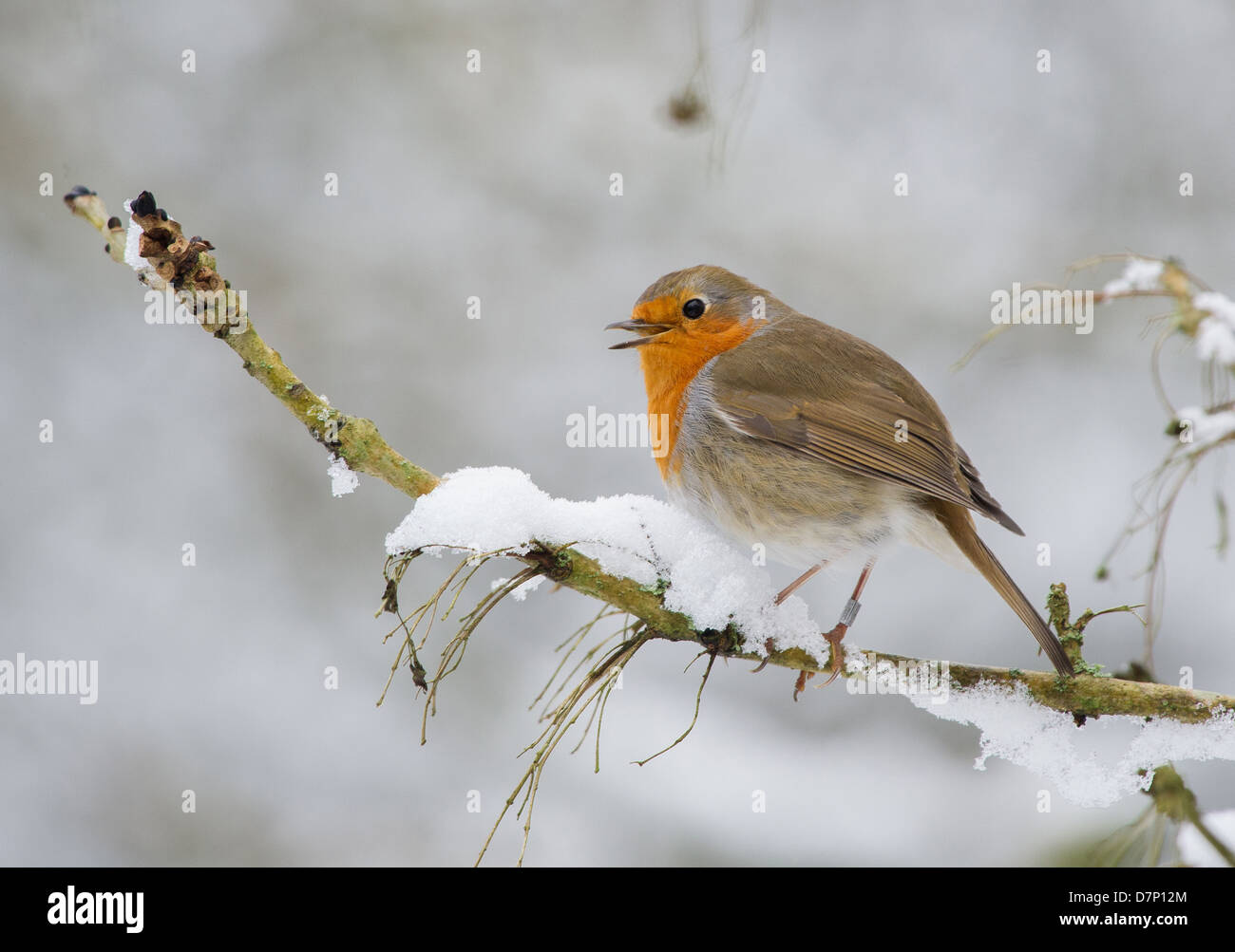 European Robin (Erithacus rubecula Stock Photo - Alamy