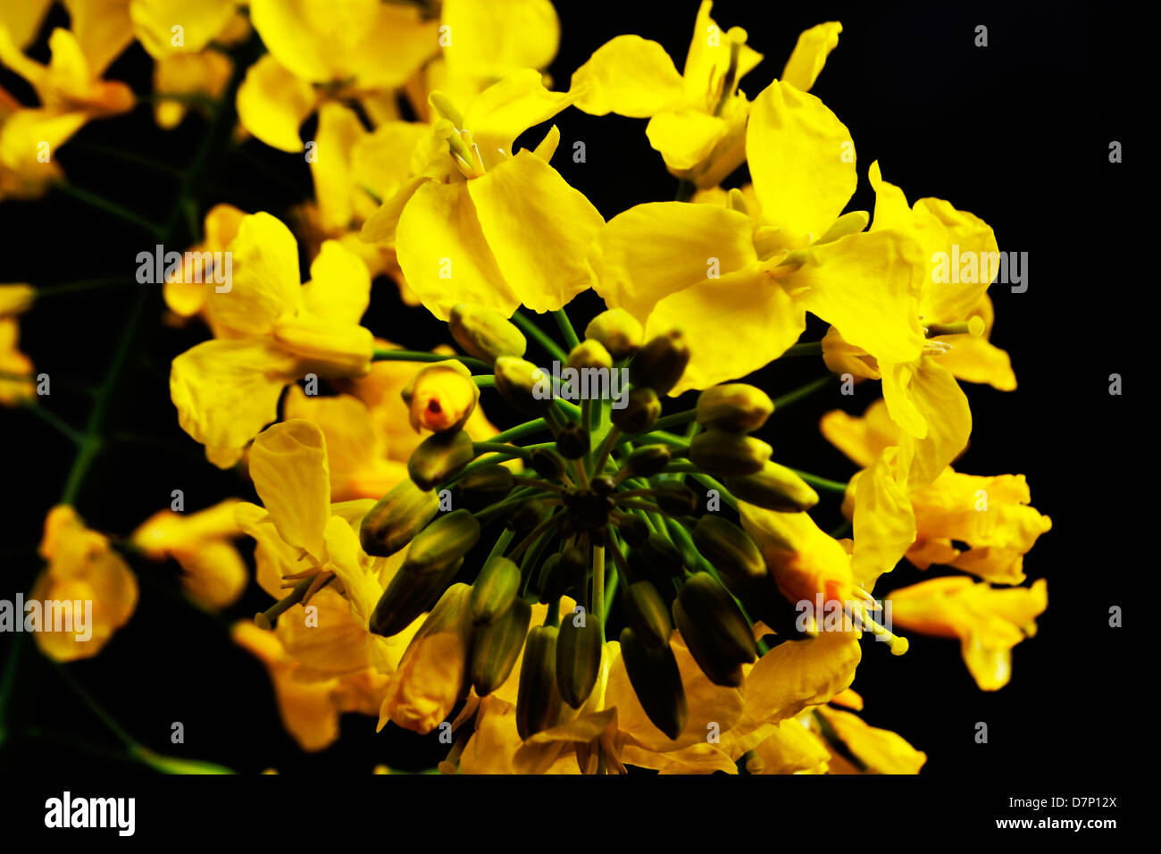YELLOW WEED FLOWER Stock Photo - Alamy