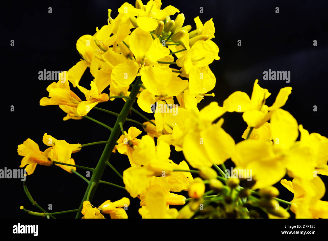 YELLOW WEED FLOWER Stock Photo - Alamy