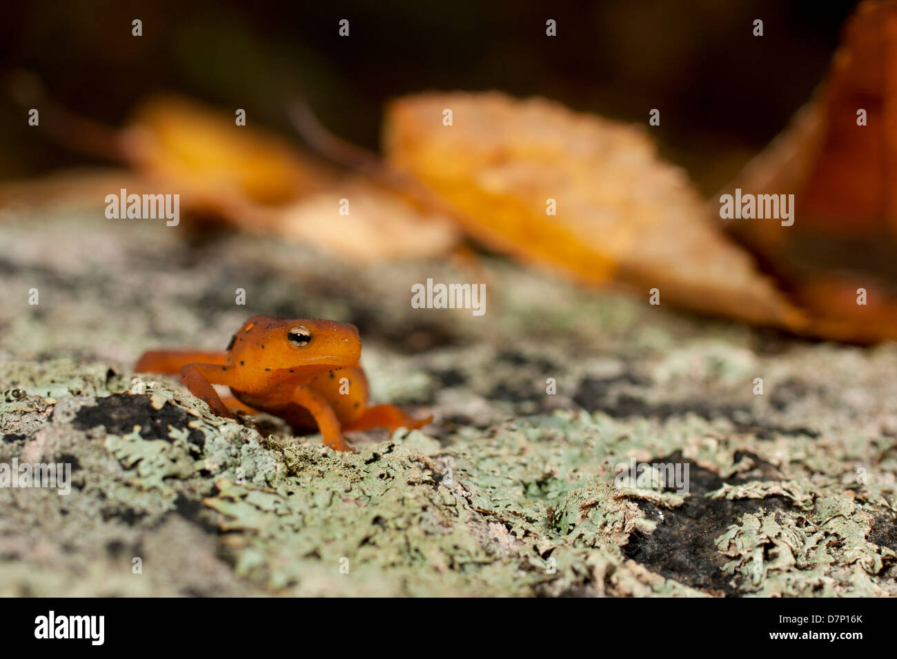 Rock coloring hi-res stock photography and images - Alamy