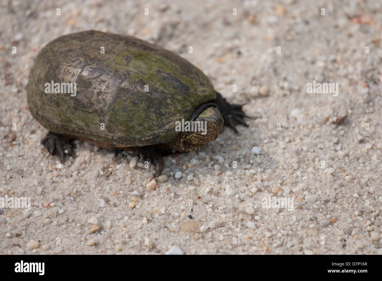 Eastern mud turtle hi-res stock photography and images - Alamy