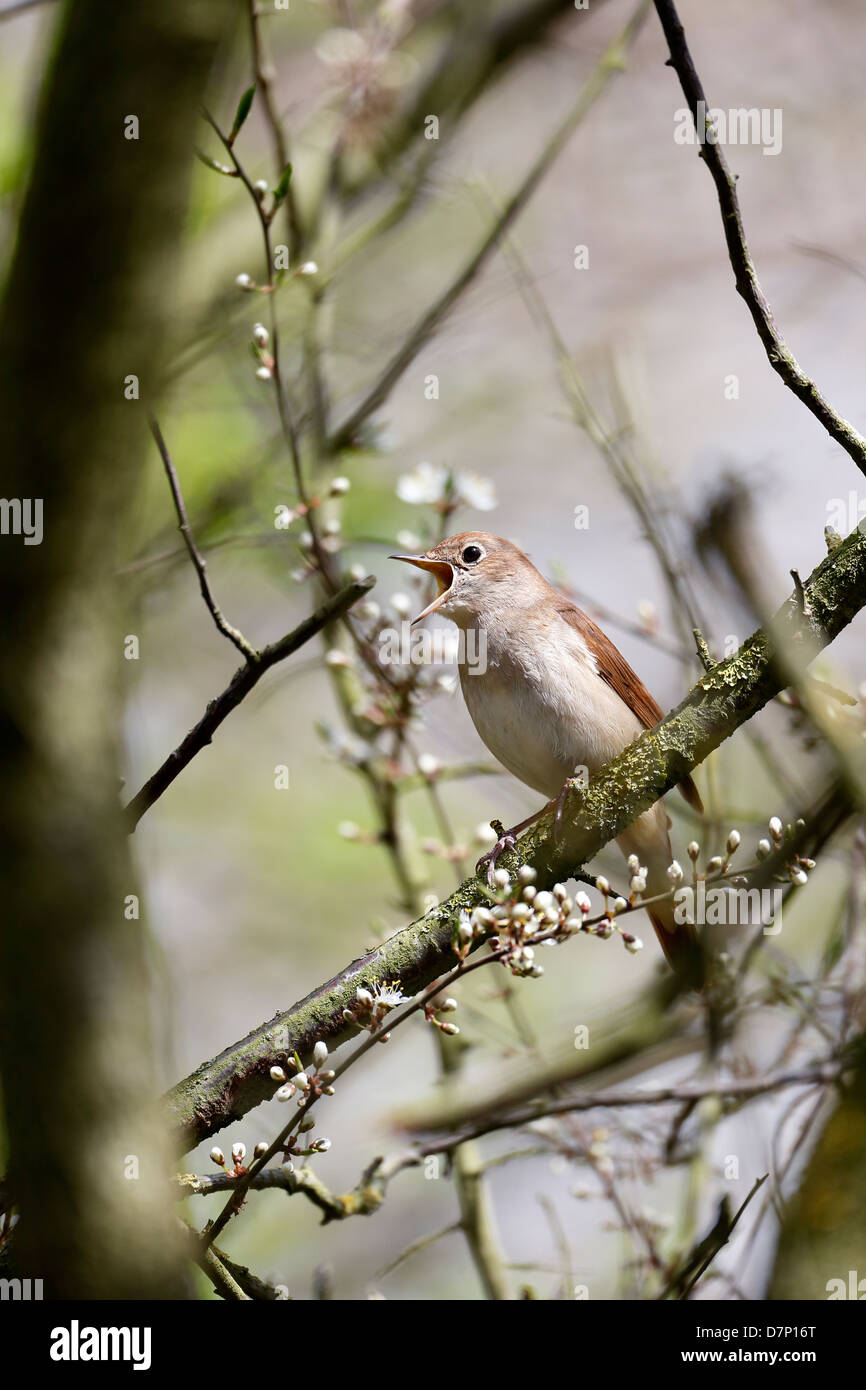 Nightingale singing tree hi-res stock photography and images - Alamy
