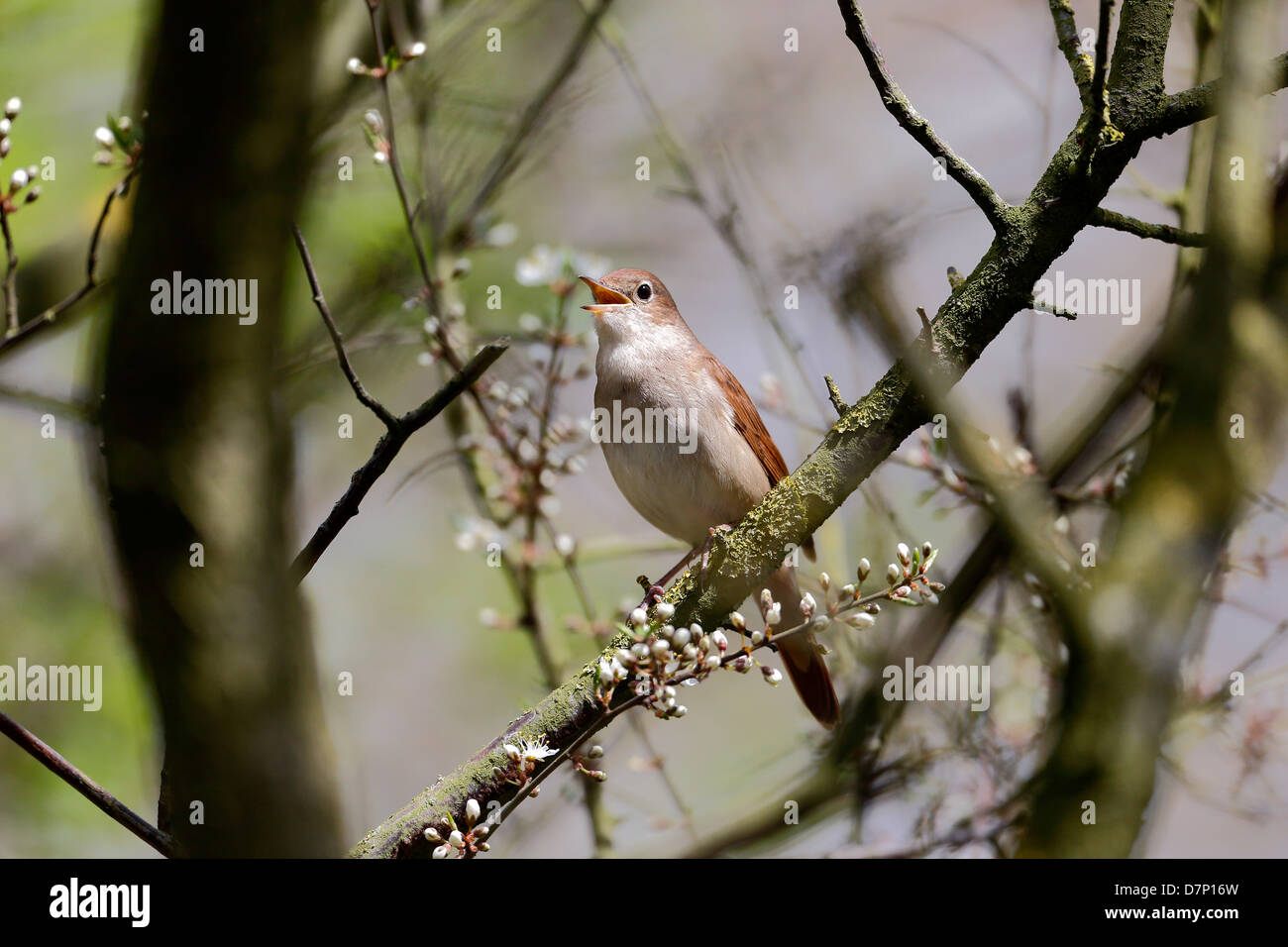 Nightingale singing tree hi-res stock photography and images - Alamy