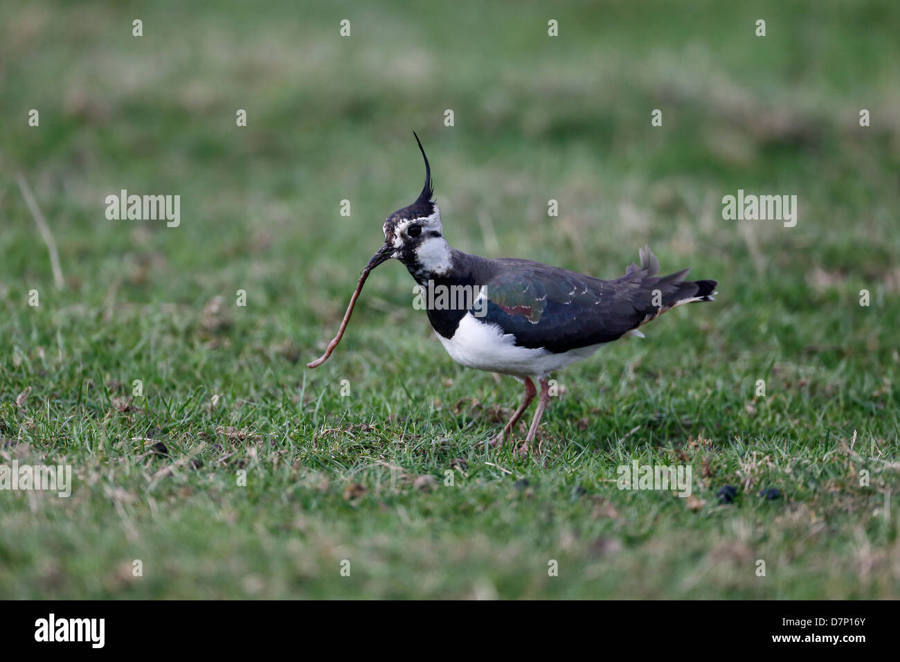 Bird pulling worm hi-res stock photography and images - Alamy