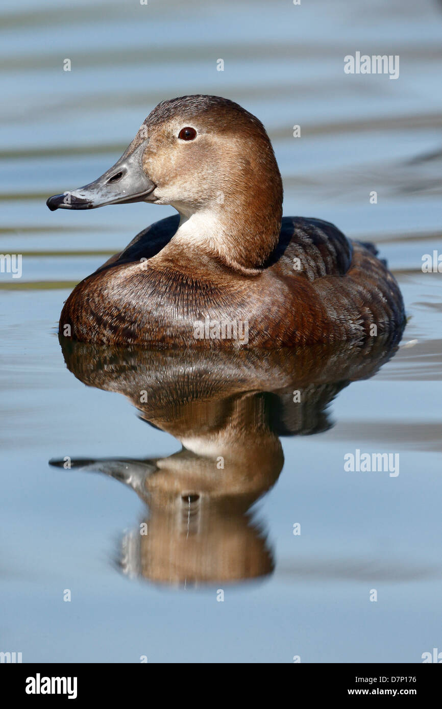 Northern pochard, Aythya ferina, single female on water, London, May ...