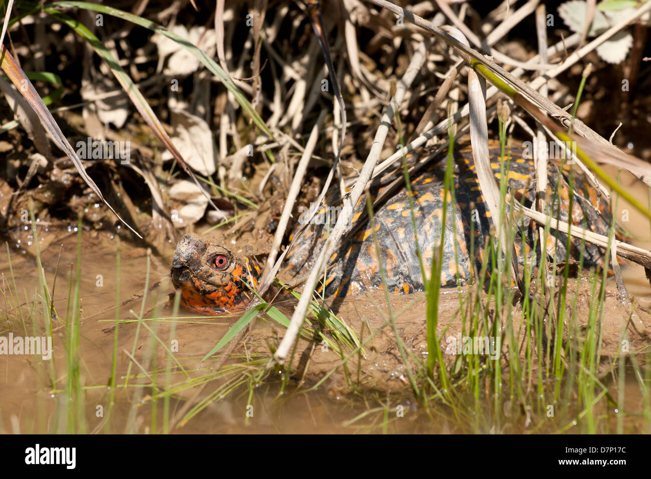 an eastern box turtle cooling off in a muddy puddle Stock Photo - Alamy