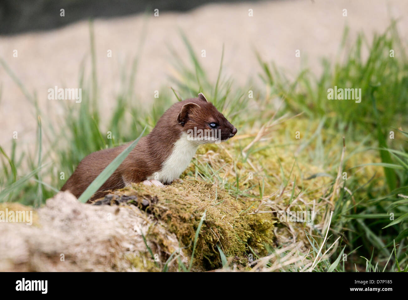 Stoat In Grass High Resolution Stock Photography and Images - Alamy