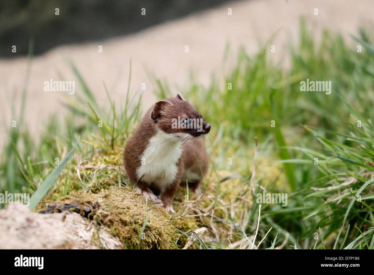 Stoat, Mustela erminea, single mammal in grass, captive, May 2013 Stock ...