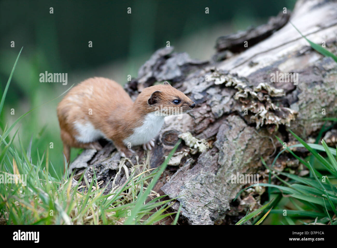 Weasel, Mustela nivalis, single mammal in grass, captive, May 2013 ...