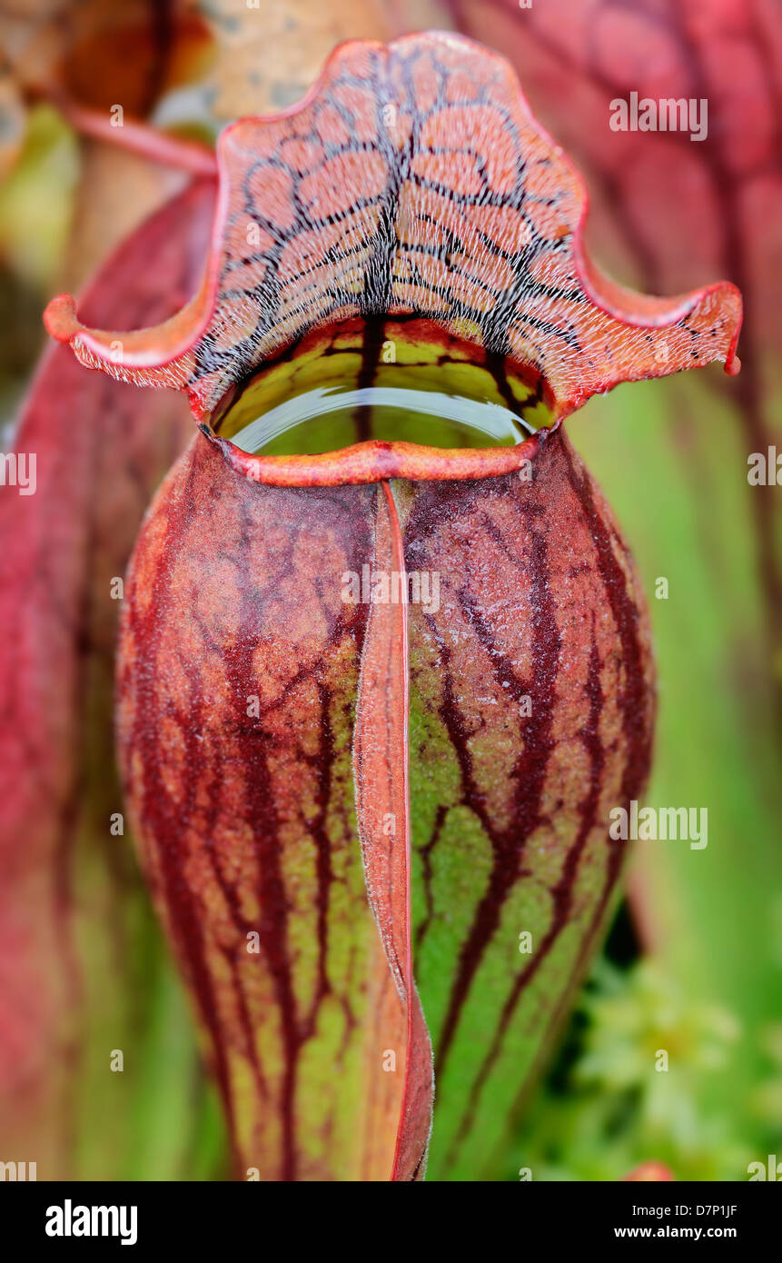 Northern Pitcher Plant (Sarracenia purpurea); carnivorous plant. Baxter ...