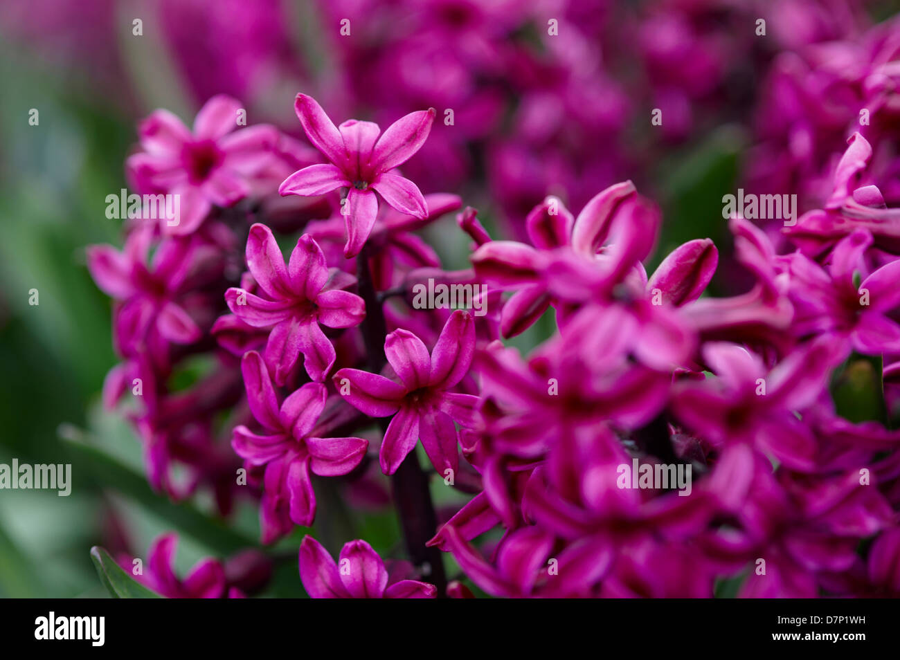 HYACINTH VIOLET (UNIDENTIFIED); CLOSE UP Stock Photo - Alamy