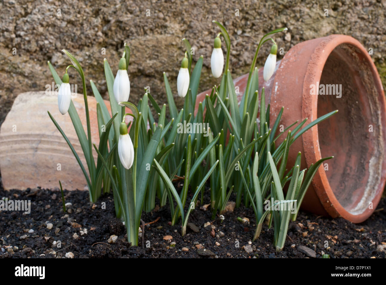 Snowdrops garden pot hi-res stock photography and images - Alamy