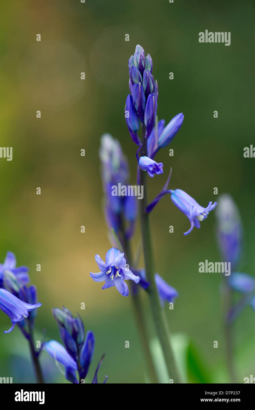 BLUEBELLS; CLOSE UP Stock Photo - Alamy