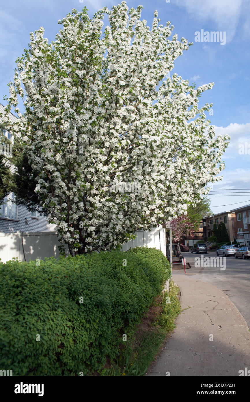 Apple tree in blossom, Montreal, Quebec, Canada Stock Photo - Alamy