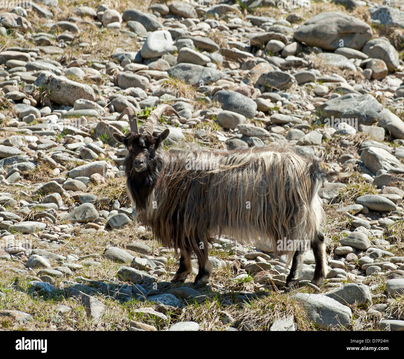 Feral goats new zealand hi-res stock photography and images - Alamy
