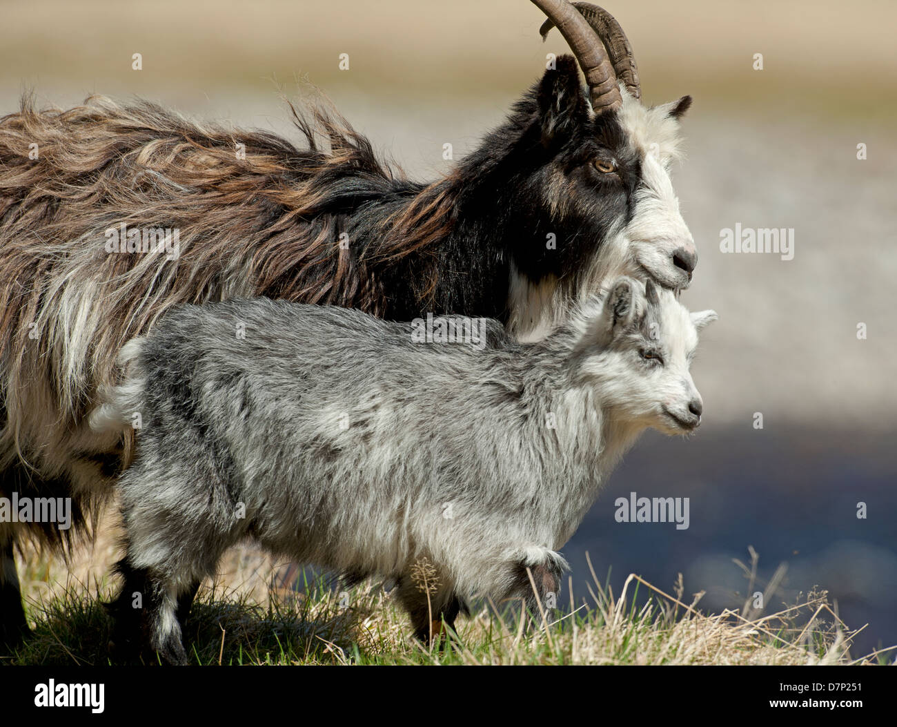 Feral goats new zealand hi-res stock photography and images - Alamy