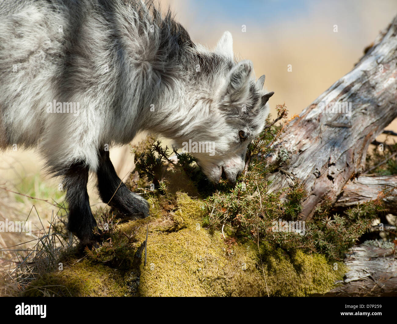 Wild feral goat hawaii hi-res stock photography and images - Alamy