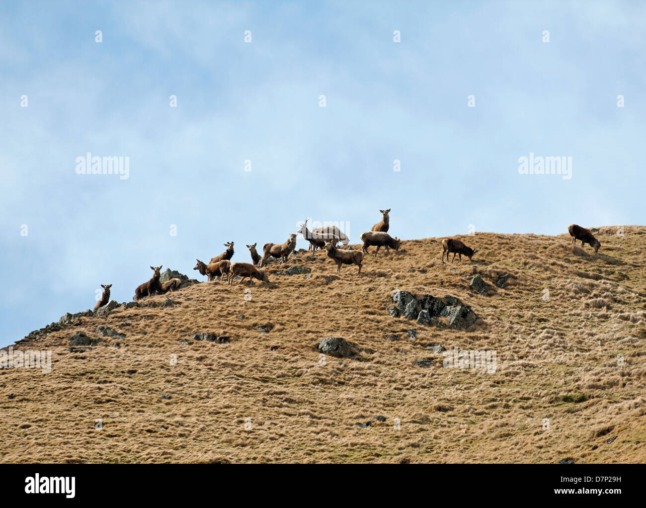 Red stags in early summer living on the high ground of Scottish ...
