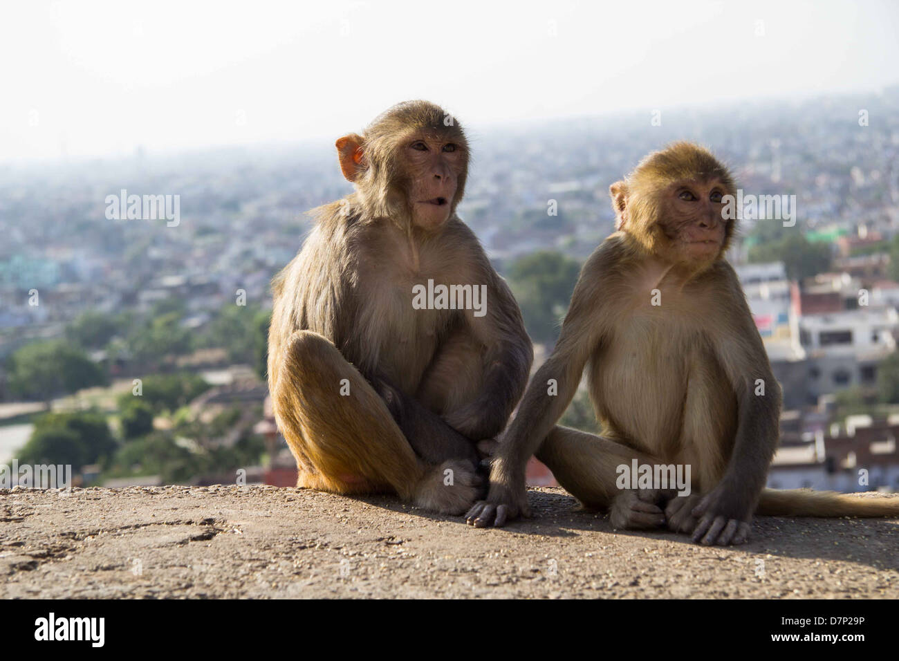 monkeys in Jaipur, India, The monkey Temple Stock Photo - Alamy