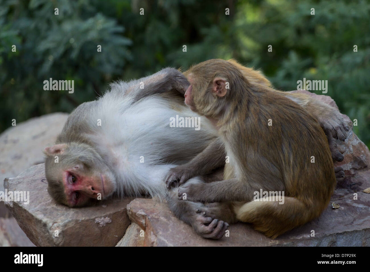 monkeys in Jaipur, India, The monkey Temple Stock Photo - Alamy