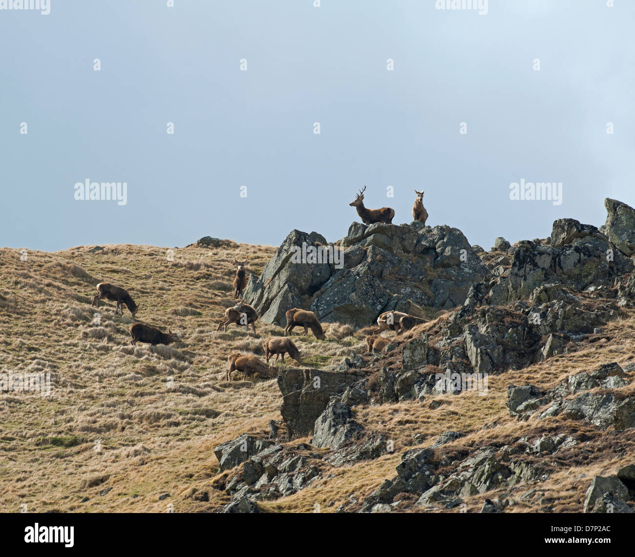 Red stags in early summer living on the high ground of Scottish ...
