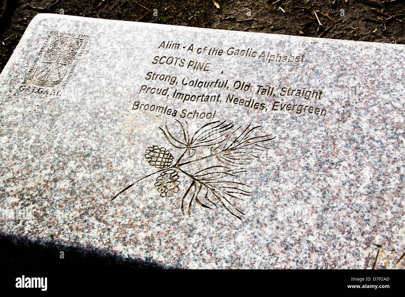 Granite block with inscription describing the Scots Pine Stock Photo ...