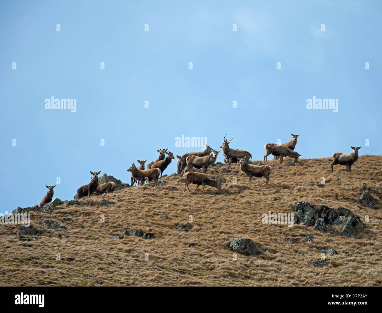 Red stags in early summer living on the high ground of Scottish ...