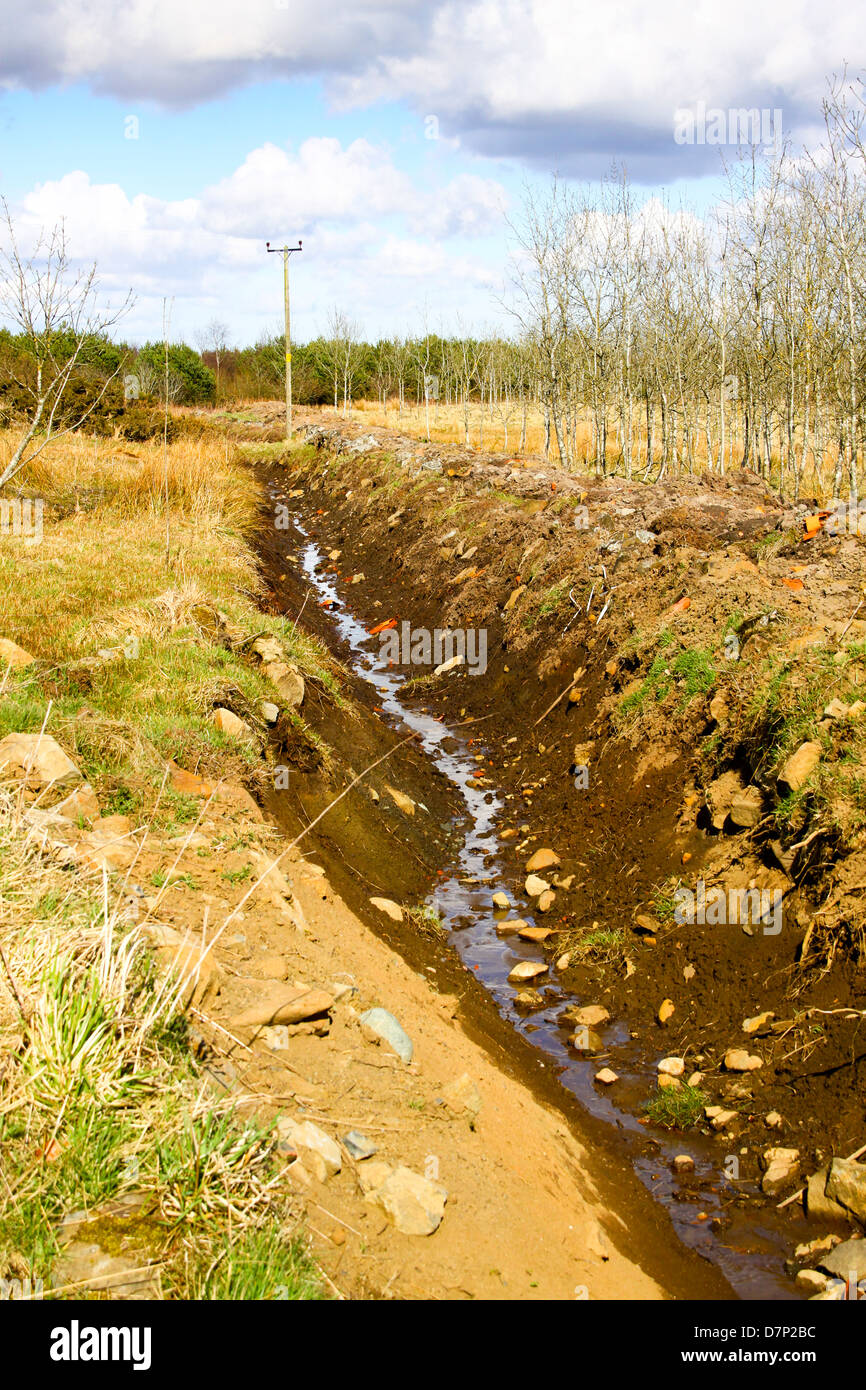 Drainage ditch dug through woodland Stock Photo - Alamy