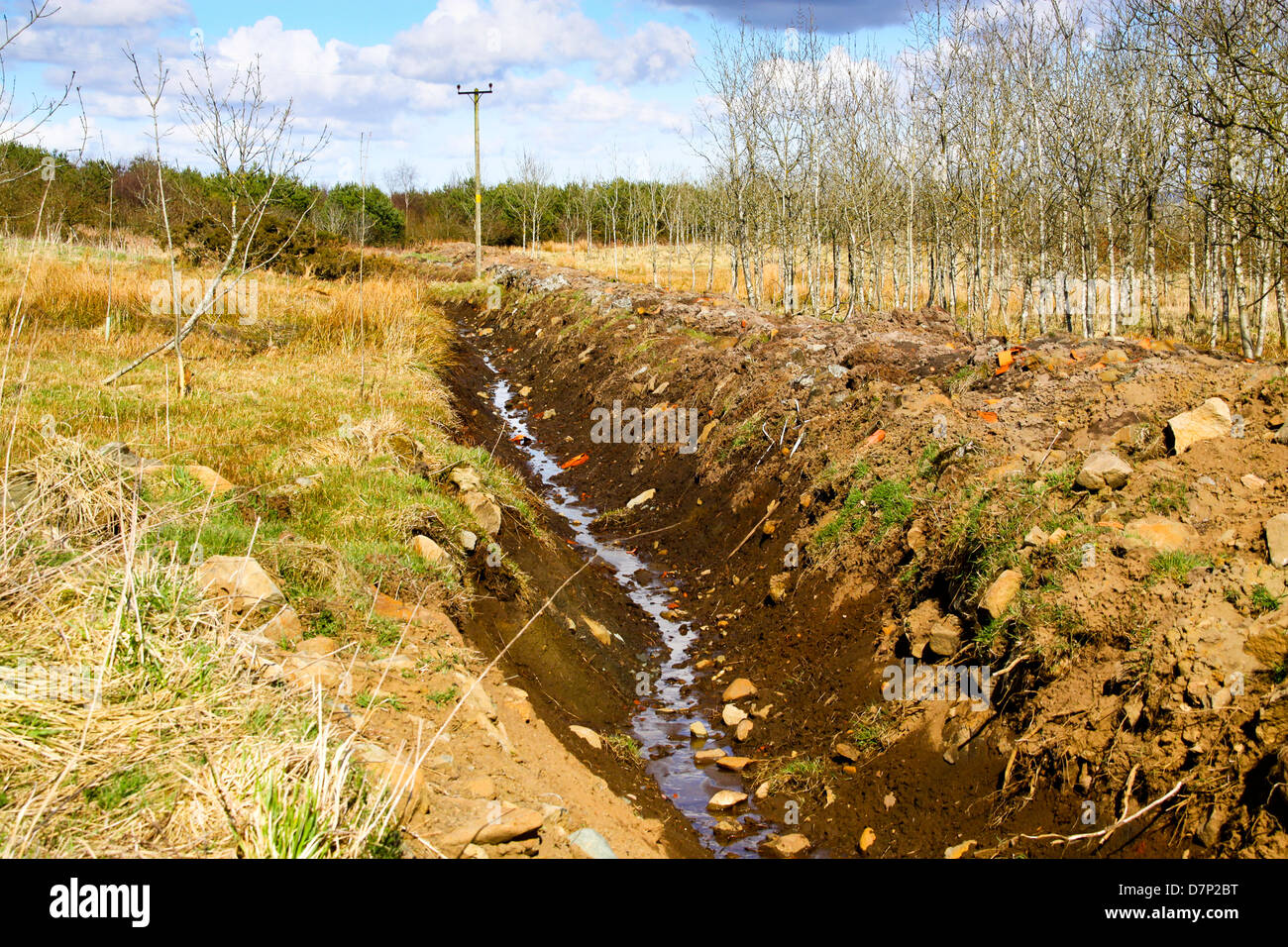 Drainage ditch dug through woodland Stock Photo - Alamy