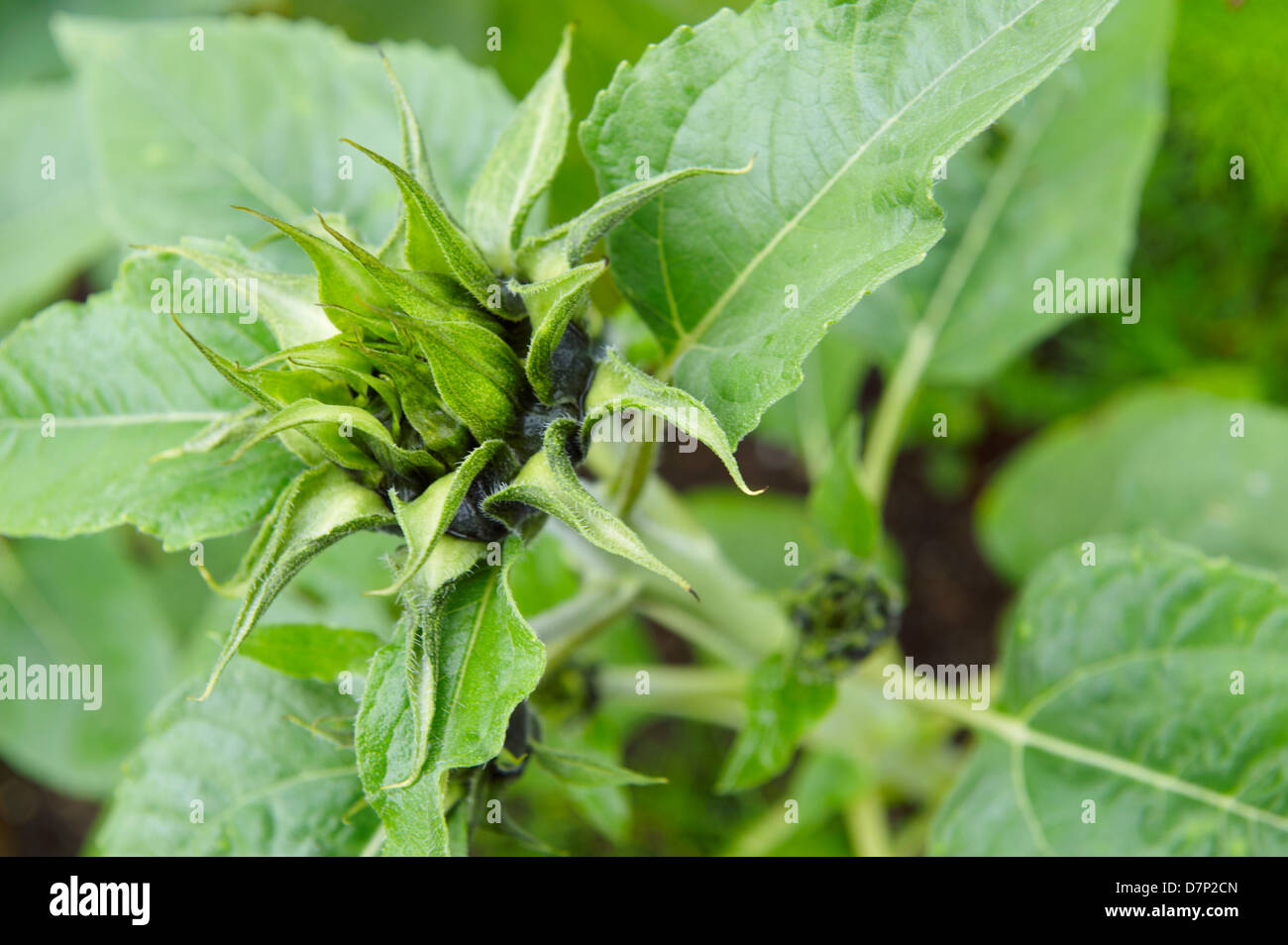 SUNFLOWER BUD; FULL FRAME Stock Photo - Alamy