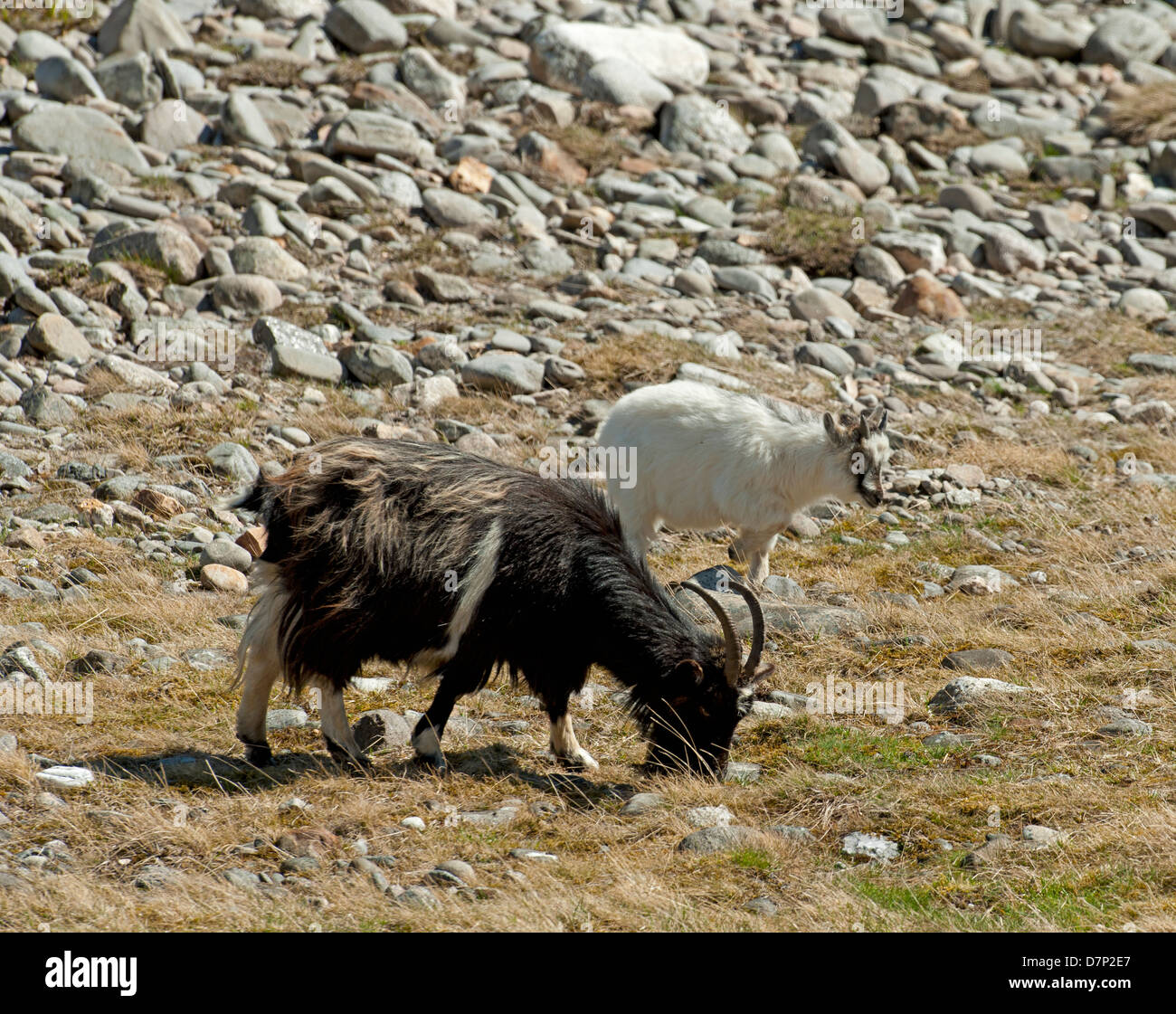 Nanny and Kid, Feral goats on an Inverness-shire mountain estate. SCO ...