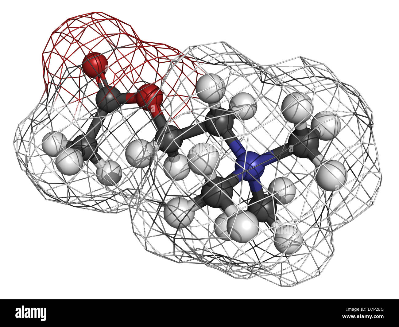 Acetylcholine (ACh) neurotransmitter, molecular model. Atoms are ...