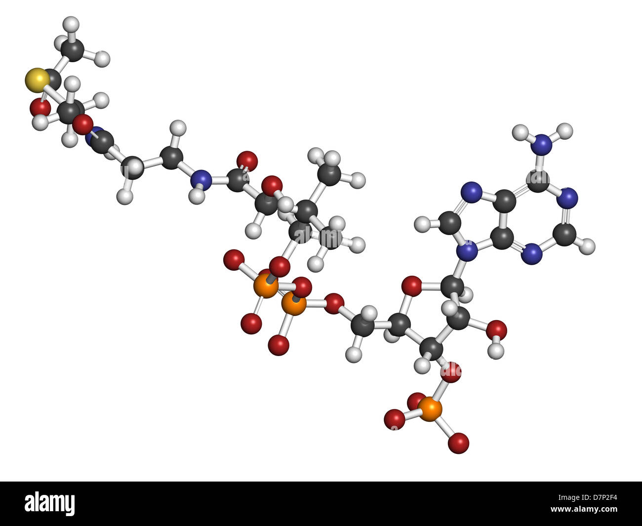 Acetyl-coenzyme A (Acetyl-coA) biochemical, molecular model. Atoms are ...