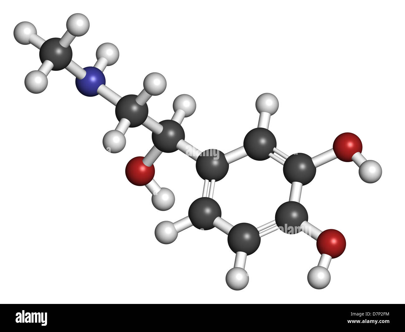 Adrenalin gland hi-res stock photography and images - Alamy
