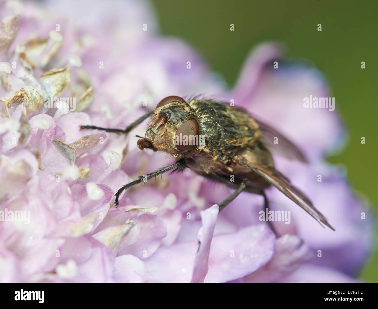 Close up of Common House Fly Stock Photo - Alamy