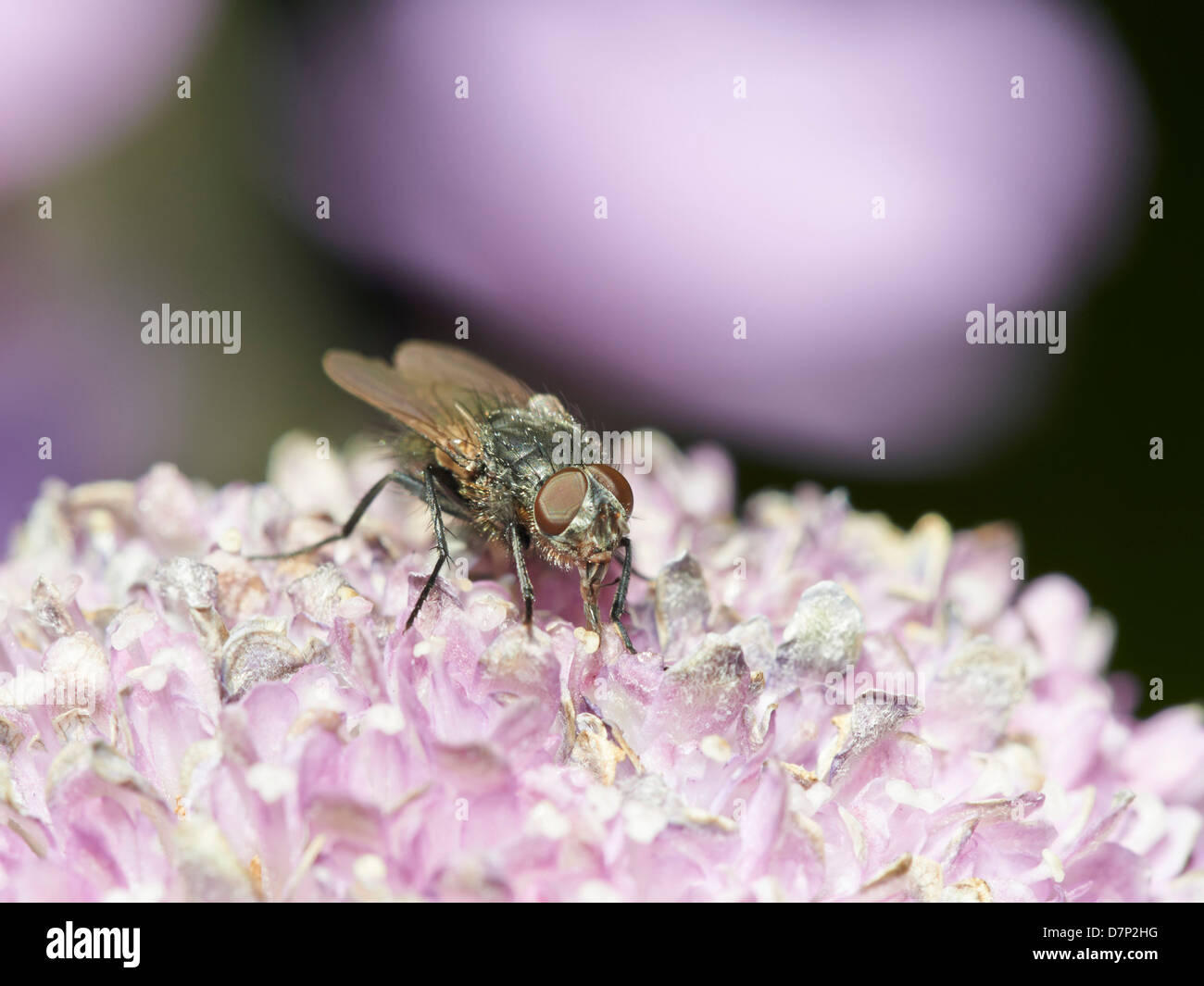 Close up of Common House Fly Stock Photo - Alamy