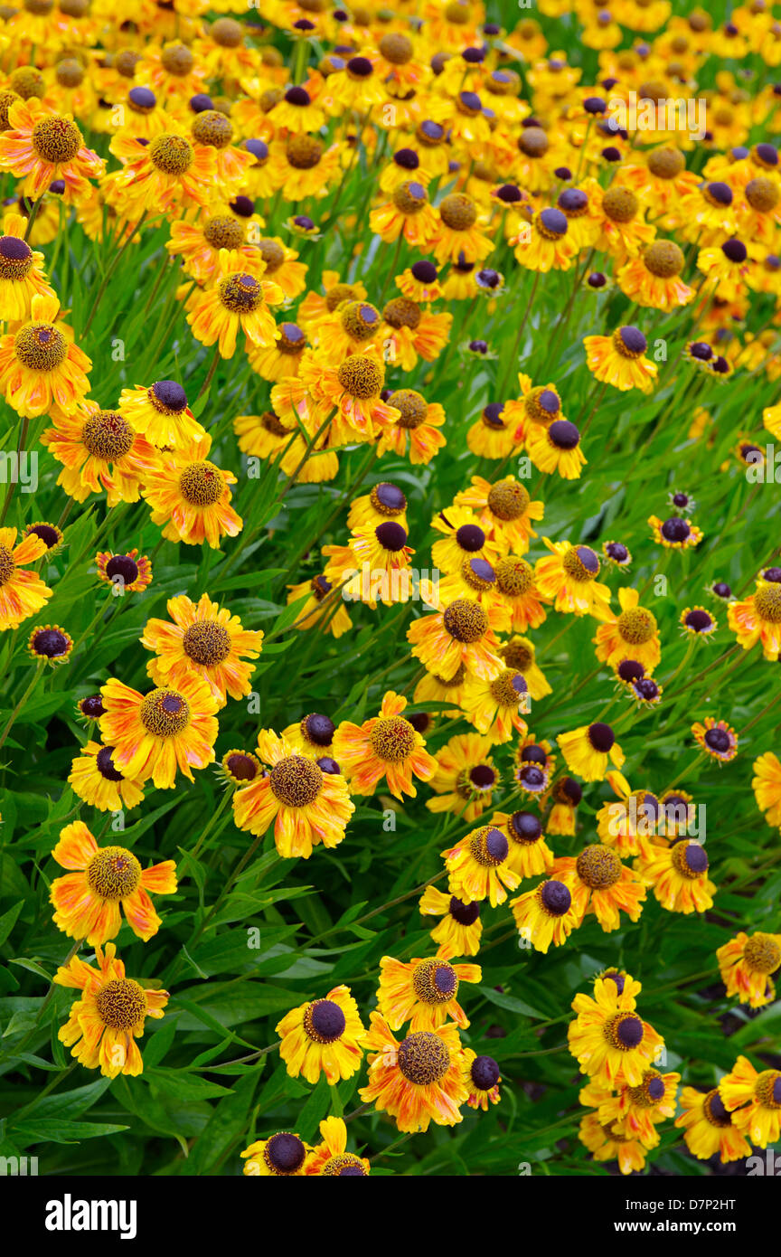 YELLOW AND RED HELENIUM FLOWERS; FULL FRAME Stock Photo - Alamy
