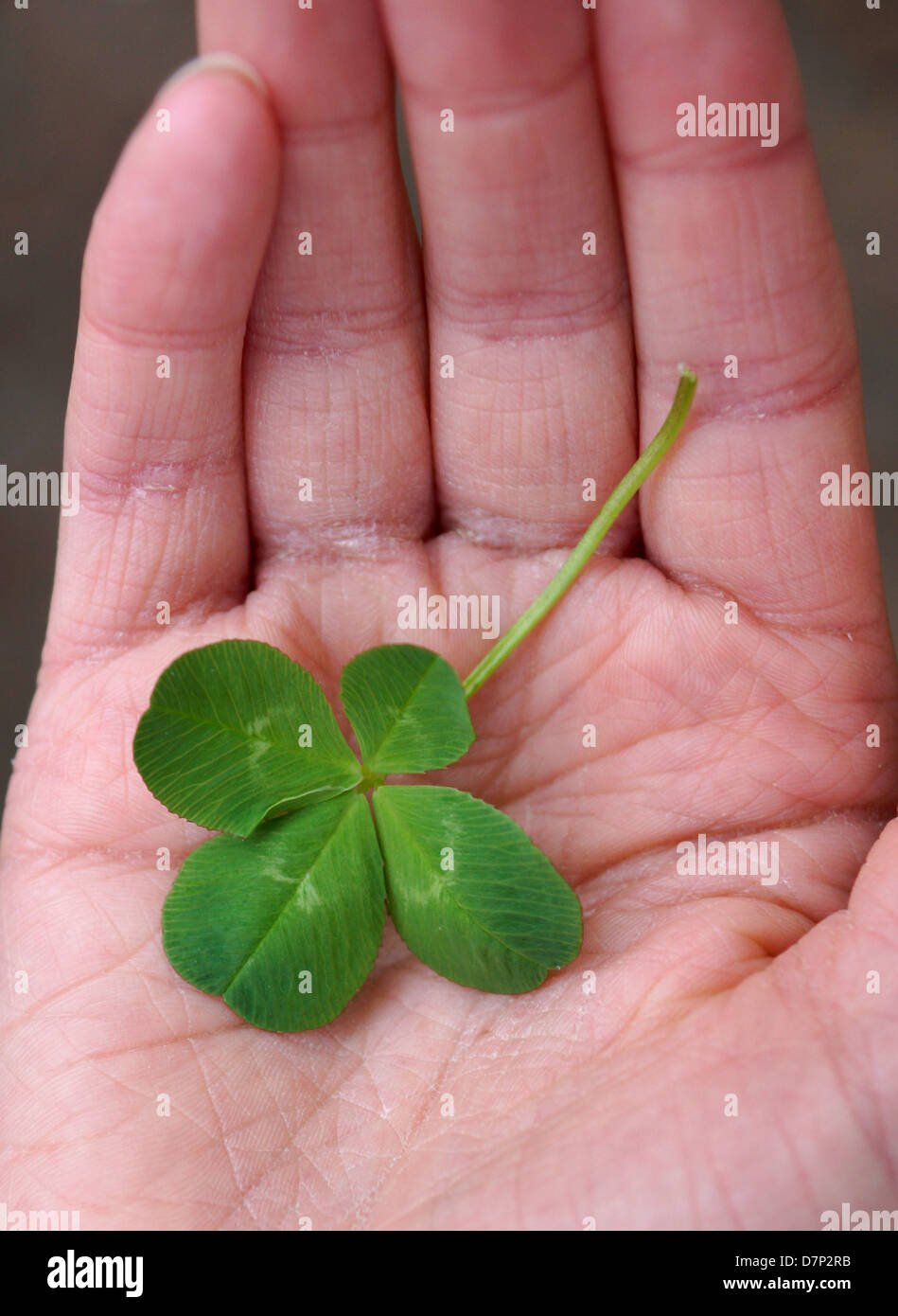 A small boy holds a four leaf clover in his hand Stock Photo - Alamy