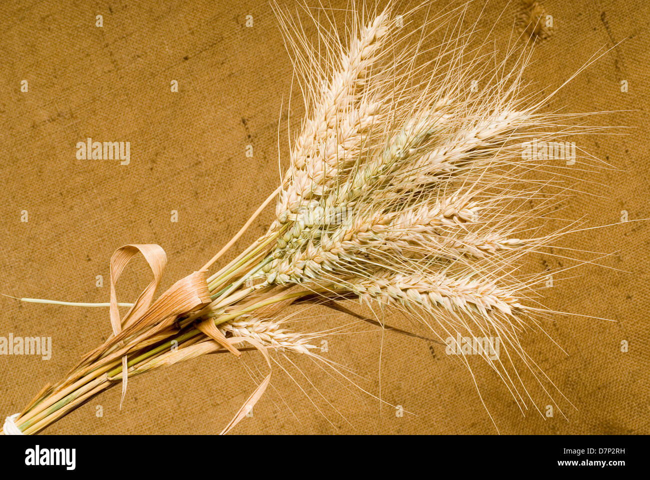 Grpwing plant hi-res stock photography and images - Alamy