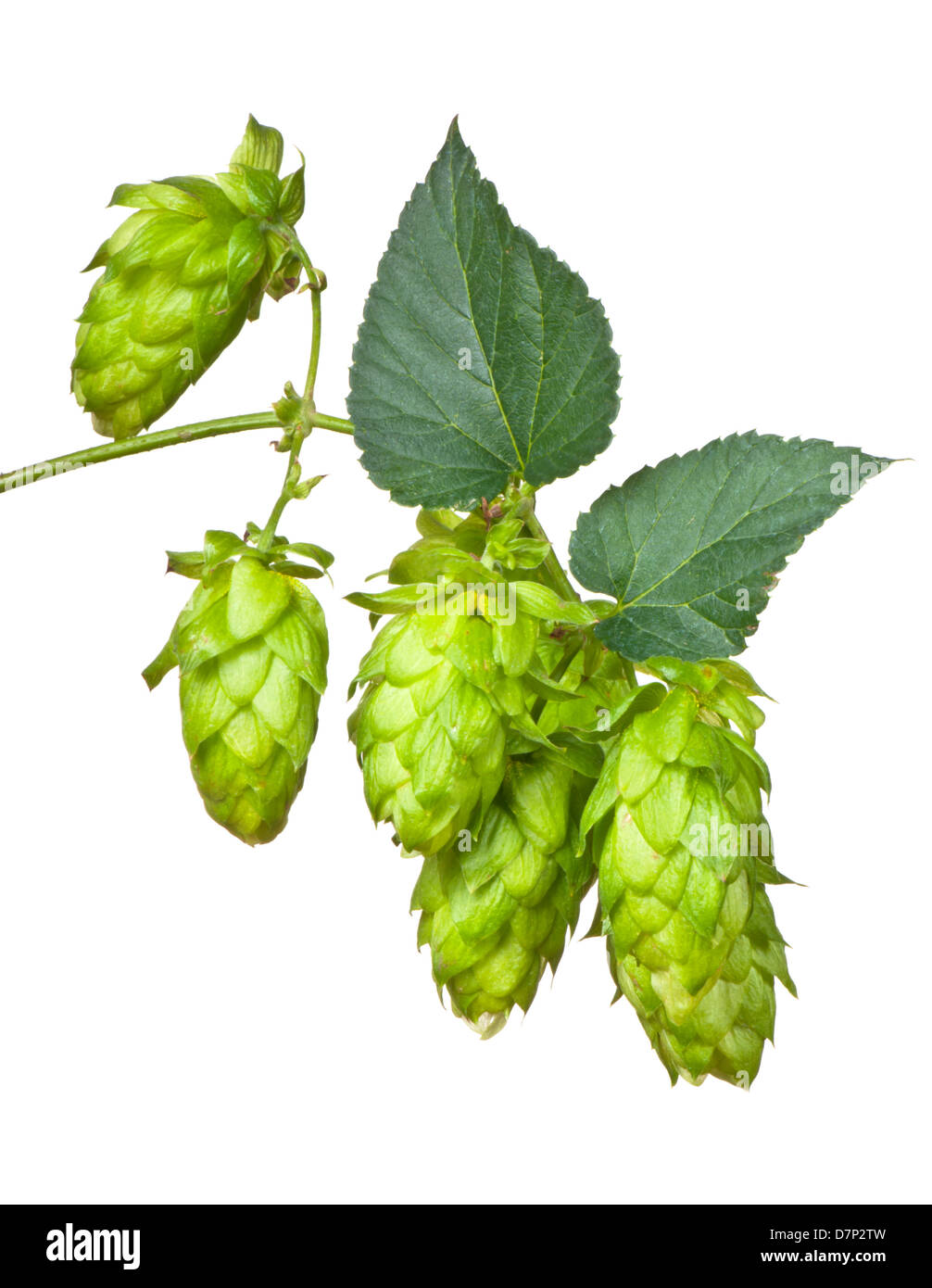 Vegetation cone Cut Out Stock Images & Pictures - Alamy