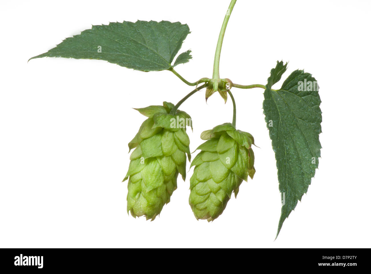 Vegetation cone Cut Out Stock Images & Pictures - Alamy