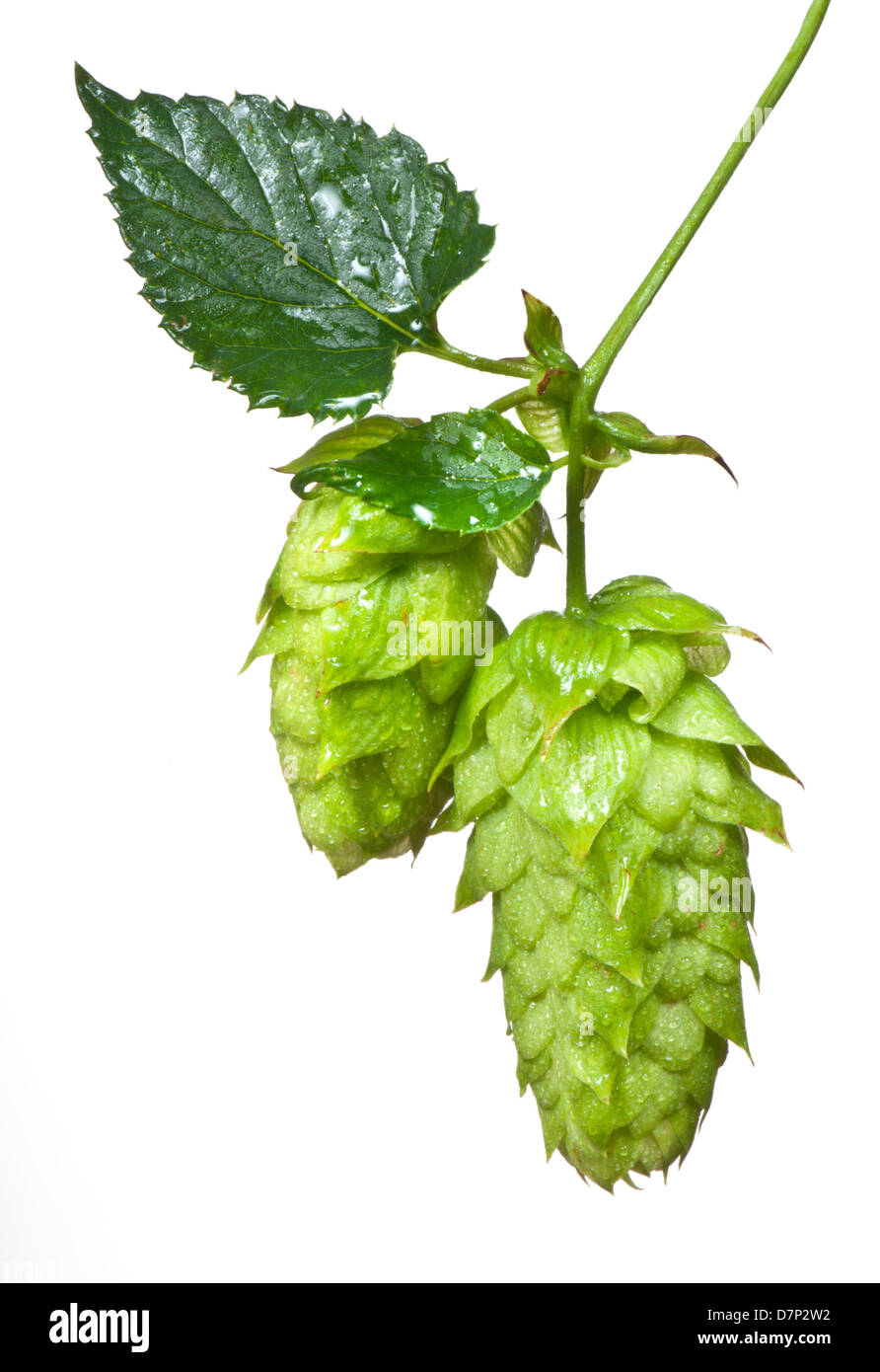 Hop picking Cut Out Stock Images & Pictures - Alamy