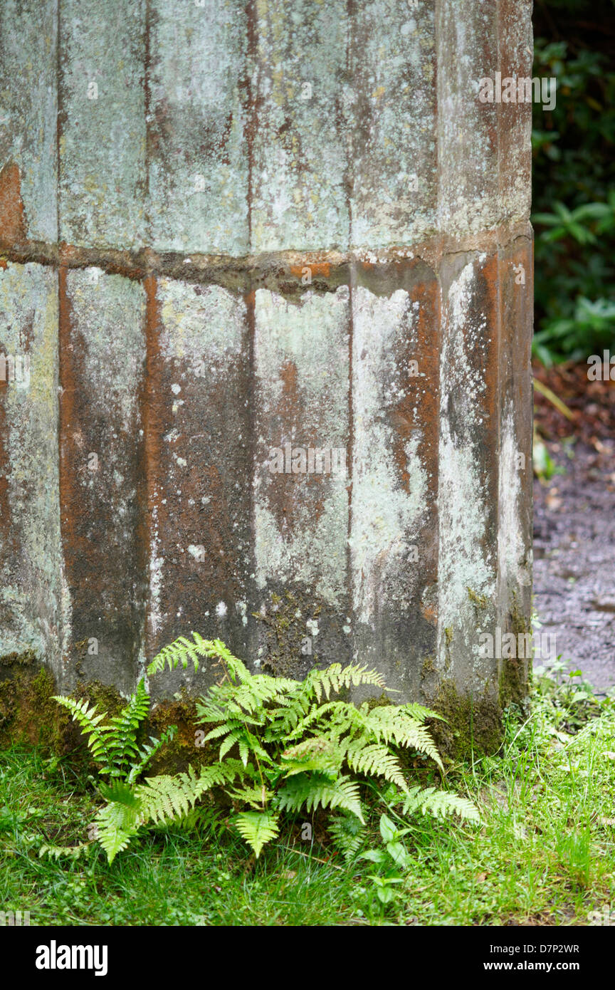 LITTLE FERN BY PILLAR; RHS HARLOW CARR GARDENS; NORTH YORKSHIRE ...