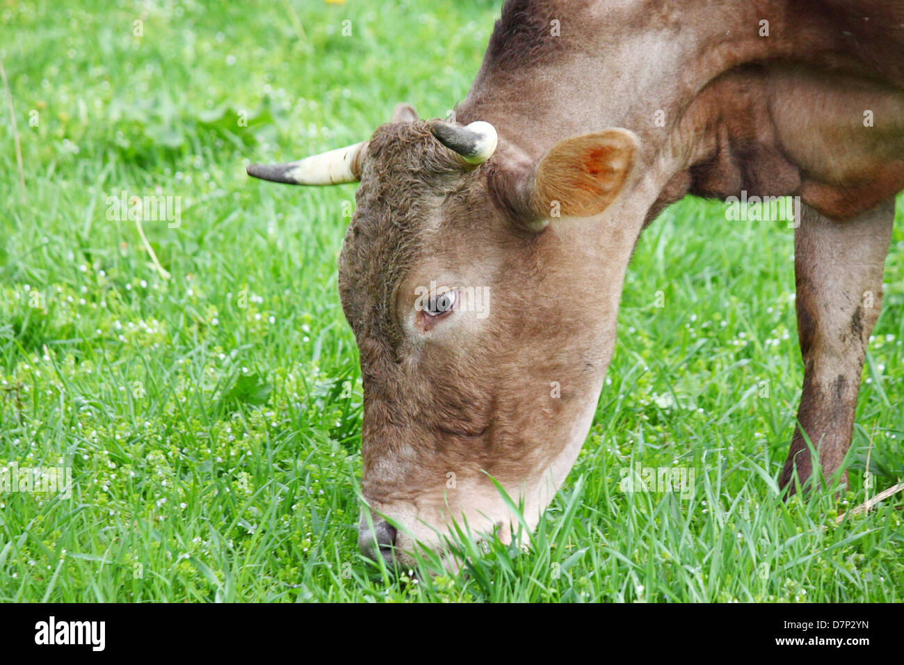 Cow eating grass hi-res stock photography and images - Alamy