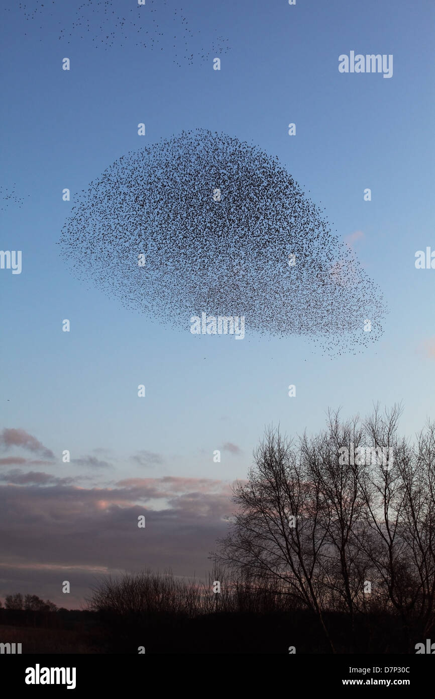 Starling Murmuration Somerset UK Stock Photo - Alamy