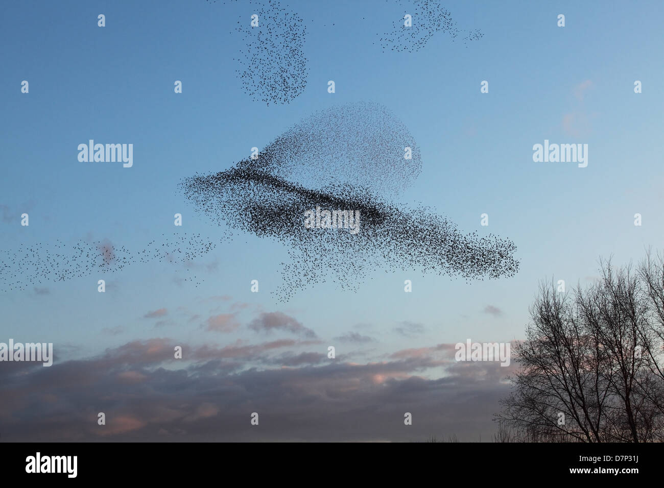 Starling Murmuration Somerset UK Stock Photo - Alamy