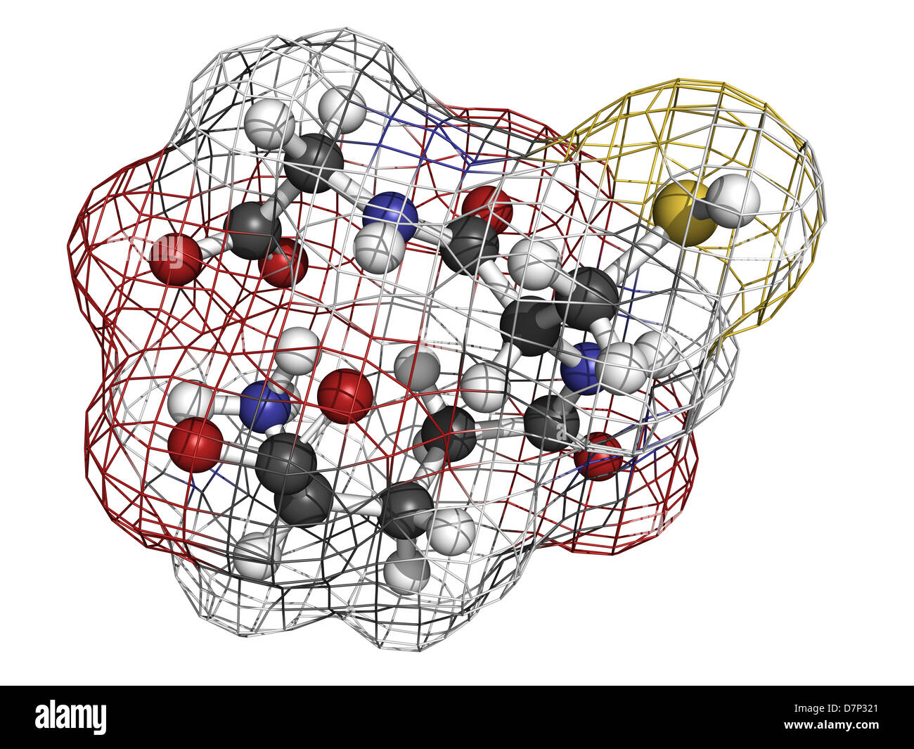 Glutathione antioxidant, molecular model. Atoms are represented as ...