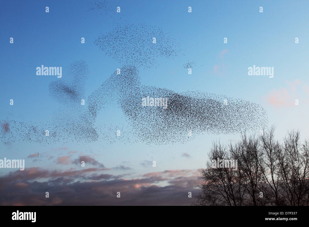 Starling Murmuration Somerset UK Stock Photo - Alamy
