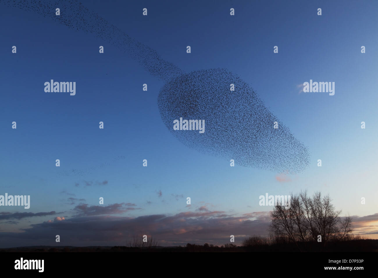 Starling Murmuration Somerset UK Stock Photo - Alamy