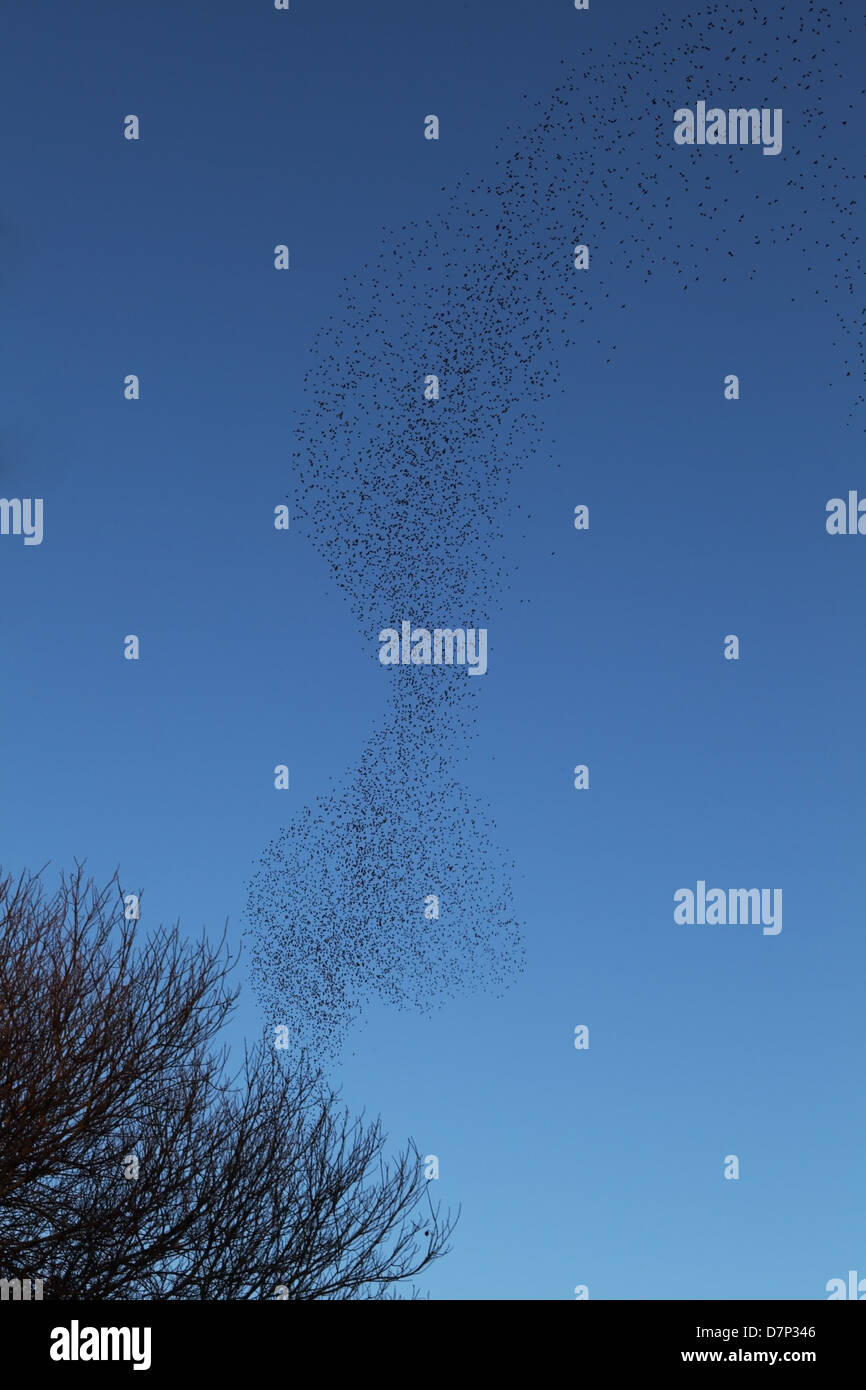 Starling Murmuration Somerset UK Stock Photo - Alamy